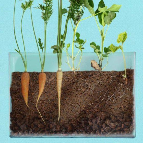 Radis et Capucine - Vivarium - Observation des racines et vers de terre ...