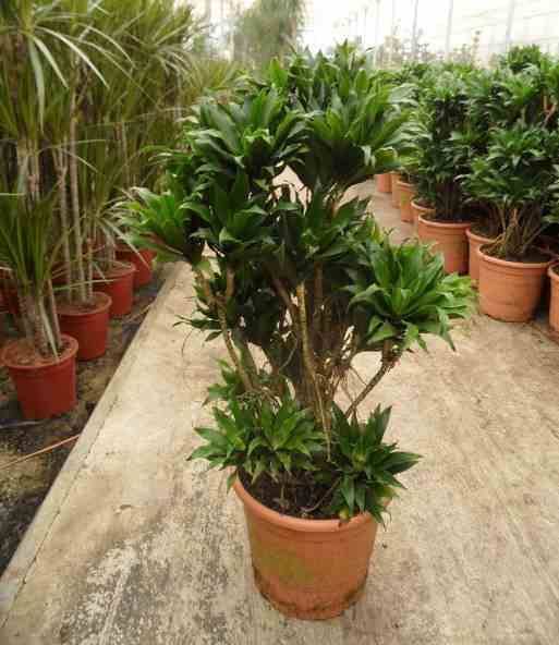 Dracaena deremensis 'Compacta' (dragonnier) Pot de 65L - groupe -150 ...