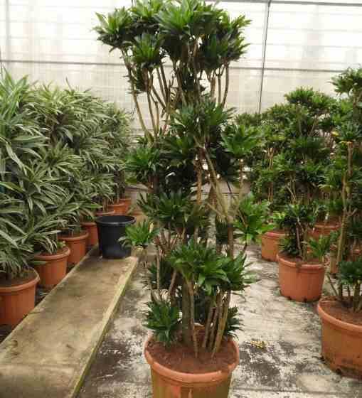 Dracaena deremensis 'Compacta' (dragonnier) Pot de 65L - groupe -150 ...