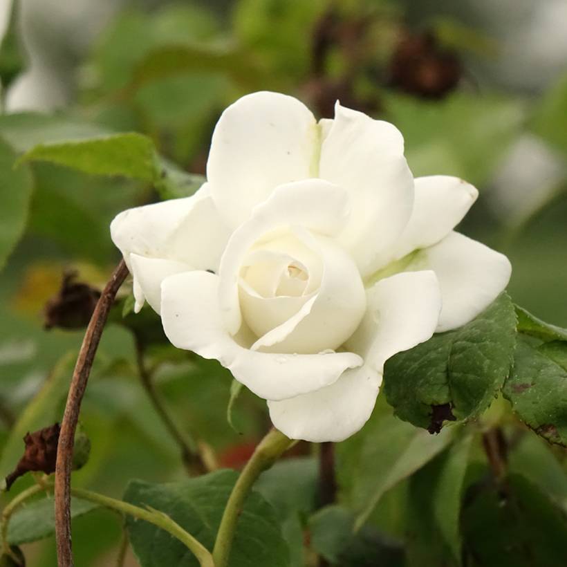 Rosier tige Annapurna Pot de 7,5L/10L, Tige, Tige de 70/90 - Jardiland