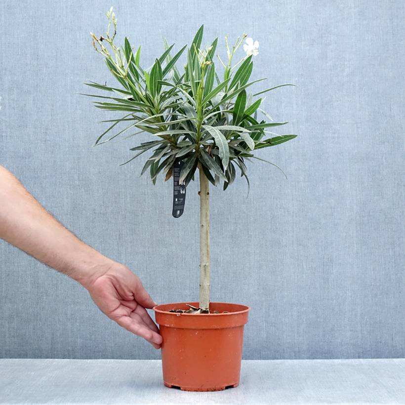 Laurier rose - Nerium oleander Blanc Pot de 2L/3L, Mini-tige, Tigette ...