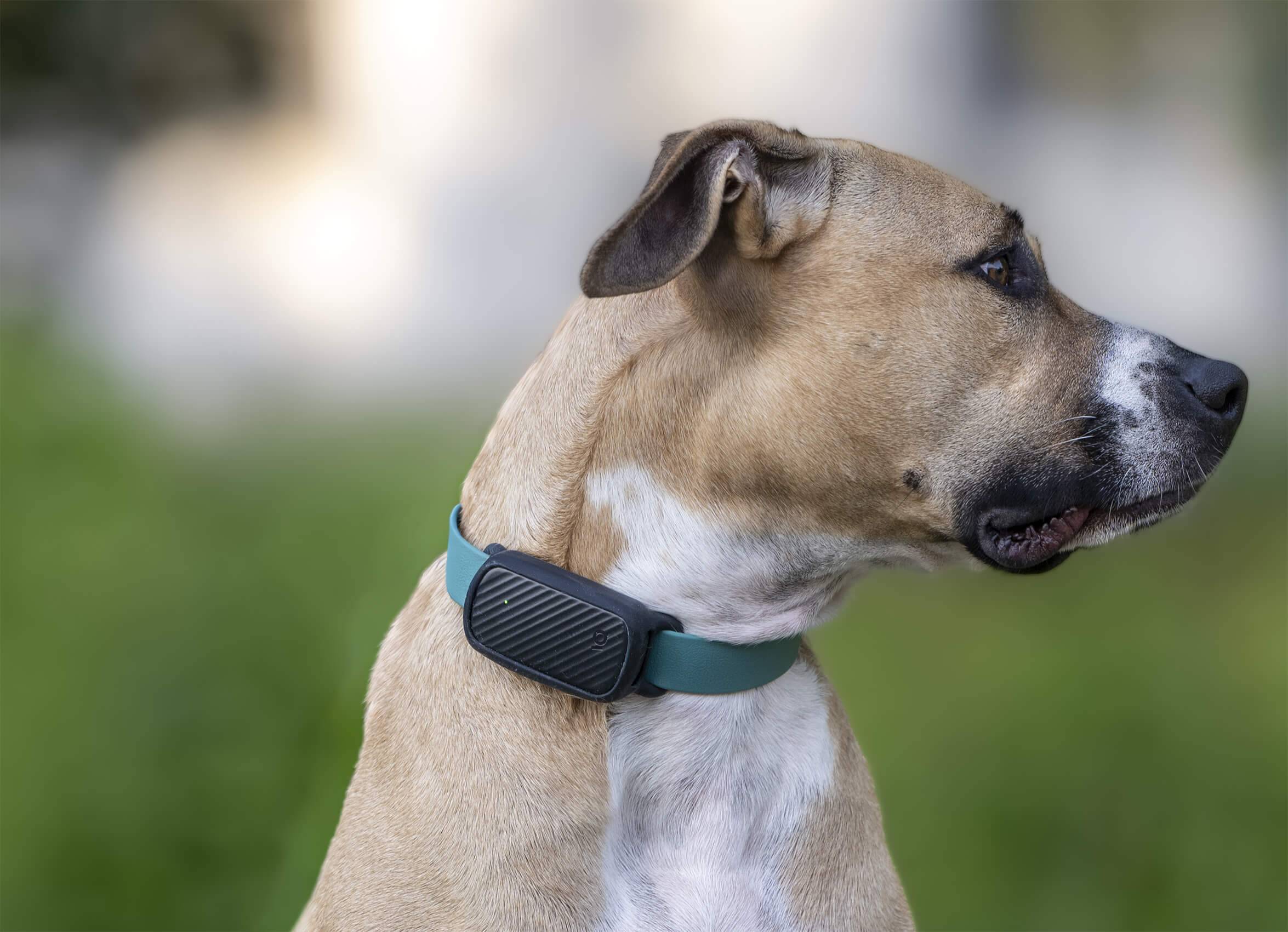 Collier GPS pour chien sans abonnement - Noir / Weimar / Avec Smartdock ...