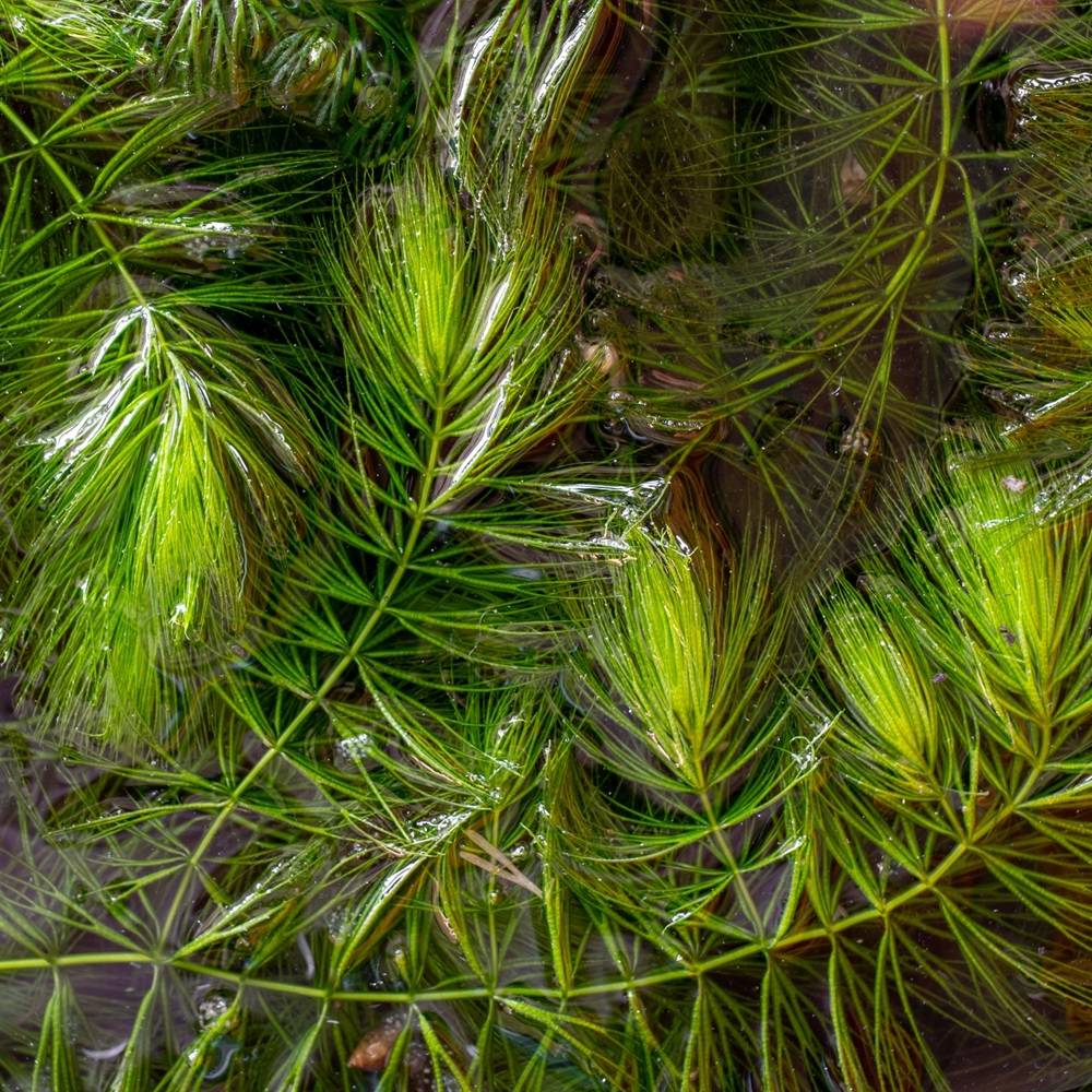 Cornifle 2L - plante oxygénante flottante pour bassin - moins d'algues ...