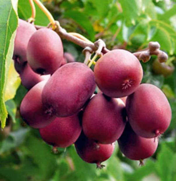 Actinidia arguta Ken's Red ( kiwai, nergi, kiwi de Sibérie, kiwi nain ...