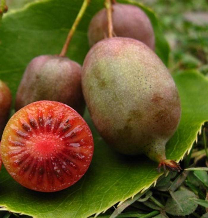 Actinidia arguta Ken's Red ( kiwai, nergi, kiwi de Sibérie, kiwi nain ...