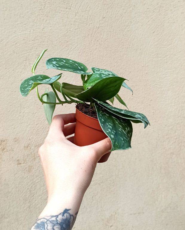 Scindapsus pictus "pothos" Silver Ann Small D. 9cm H. 15cm - Plante d ...