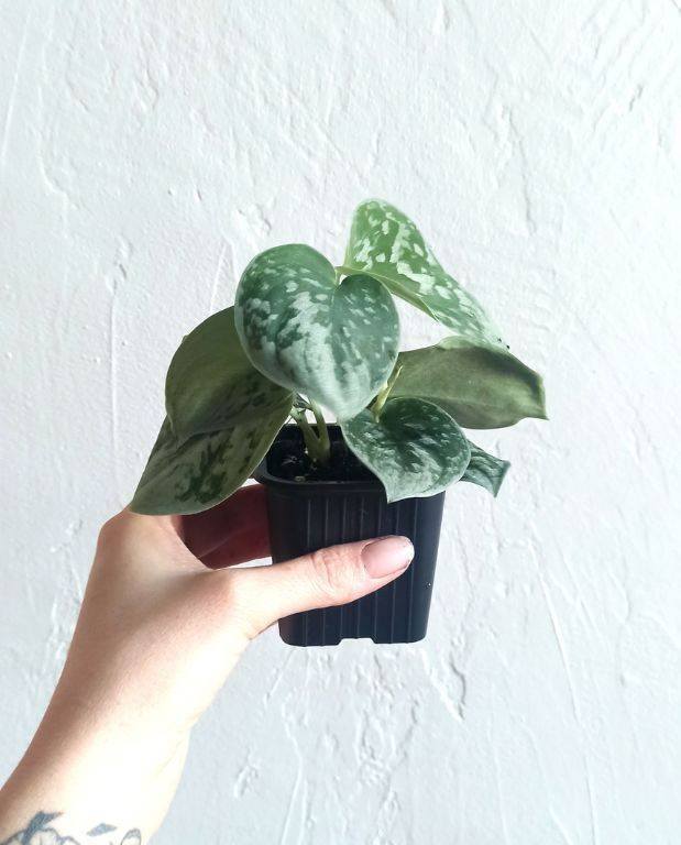 Scindapsus pictus "pothos" Silver Ann Small D. 9cm H. 15cm - Plante d ...