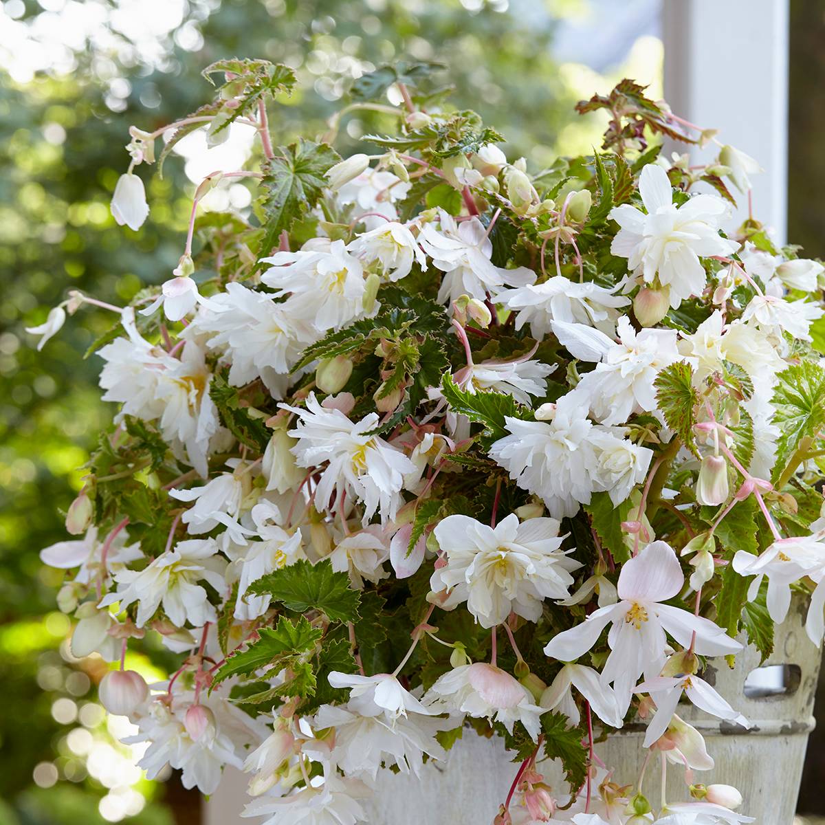 Bégonia retombant Cascade White - Begonia Pendula Bulbe calibre 5+ (par ...