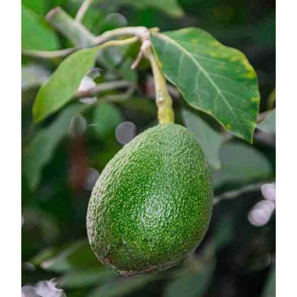 Avocatier : Persea americana var. Fuerte (De greffe) Pot de 7 litres ...