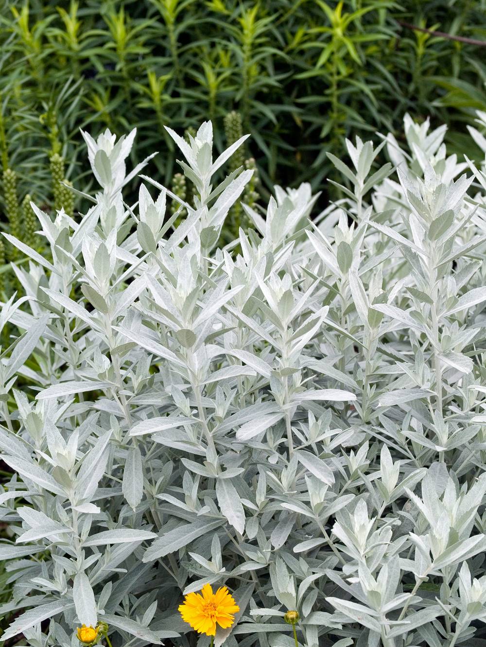 Artemisia ludoviciana 'Silver Queen' - Armoise - GODET 7CM - Jardiland