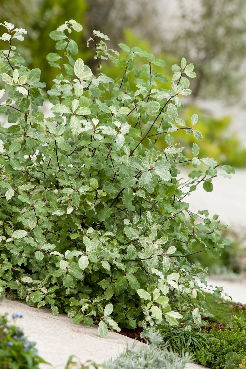 Pittosporum tenuifolium 'Irene Paterson' - Pot de 4 litres - Jardiland