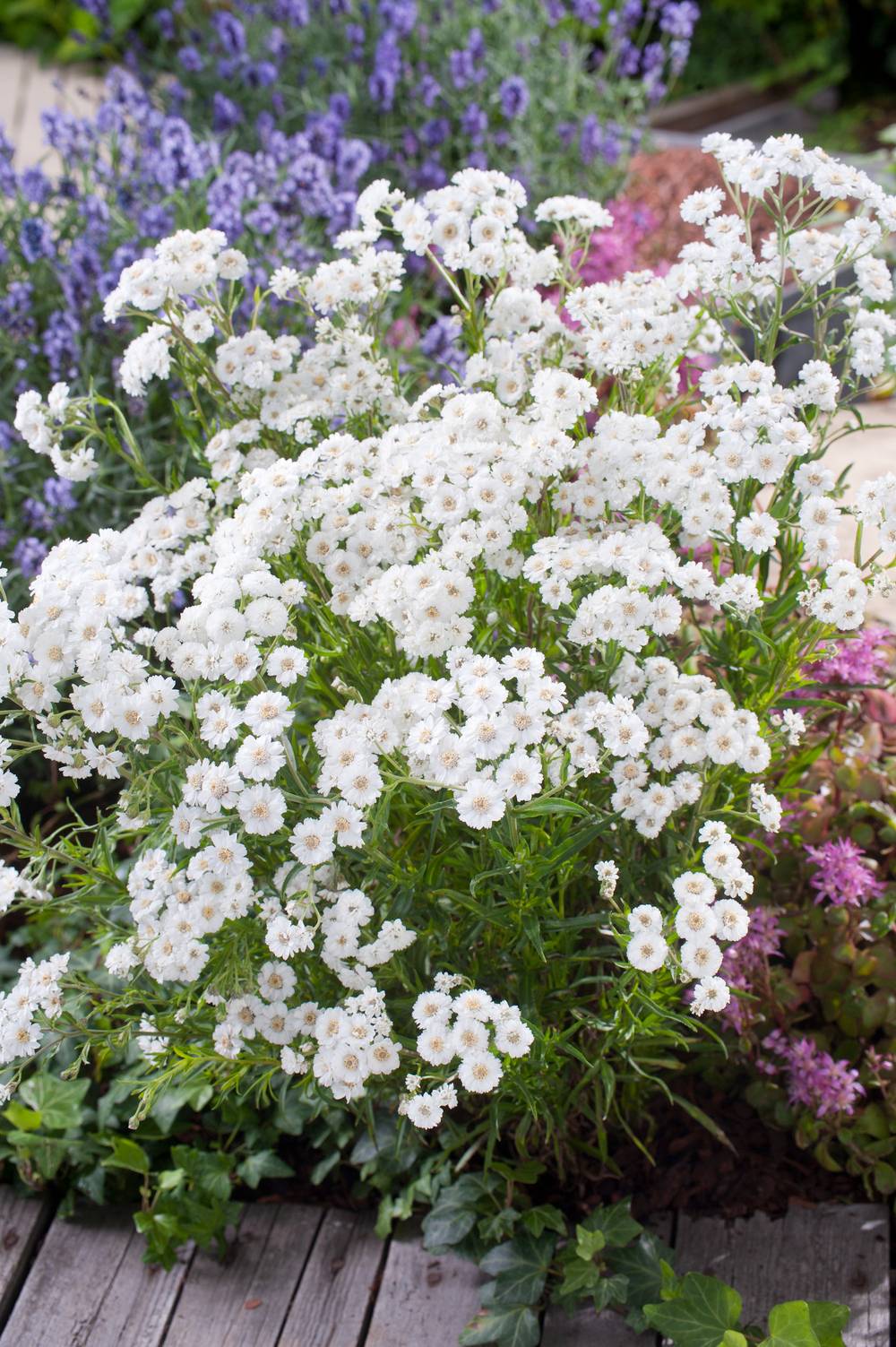 Achillea ptarmica 'Peter Cottontail' - Achillée - Pot 2L - Jardiland