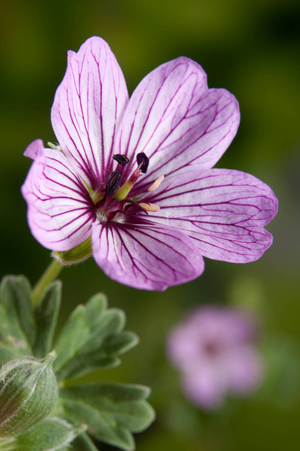 Géranium cinereum 'Ballerina' - Géranium vivace - Pot 2L - Jardiland