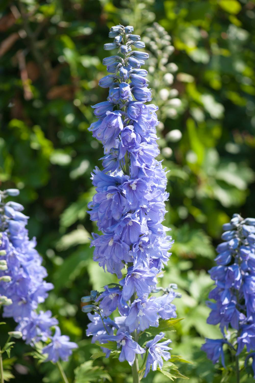 Delphinium 'Magic Fountains Sky Blue' - Pied d'alouette - Pot 2L ...