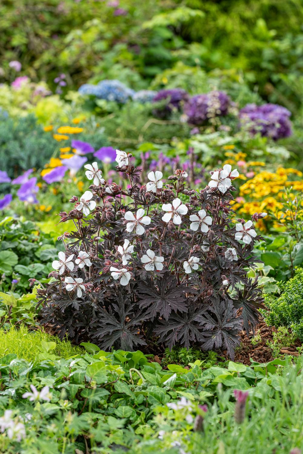 Géranium pratense Black'n White Army' - Géranium vivace - Pot 2L ...