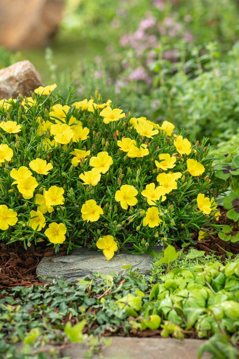 Halimium commutatum - POT 10X10CM - Jardiland