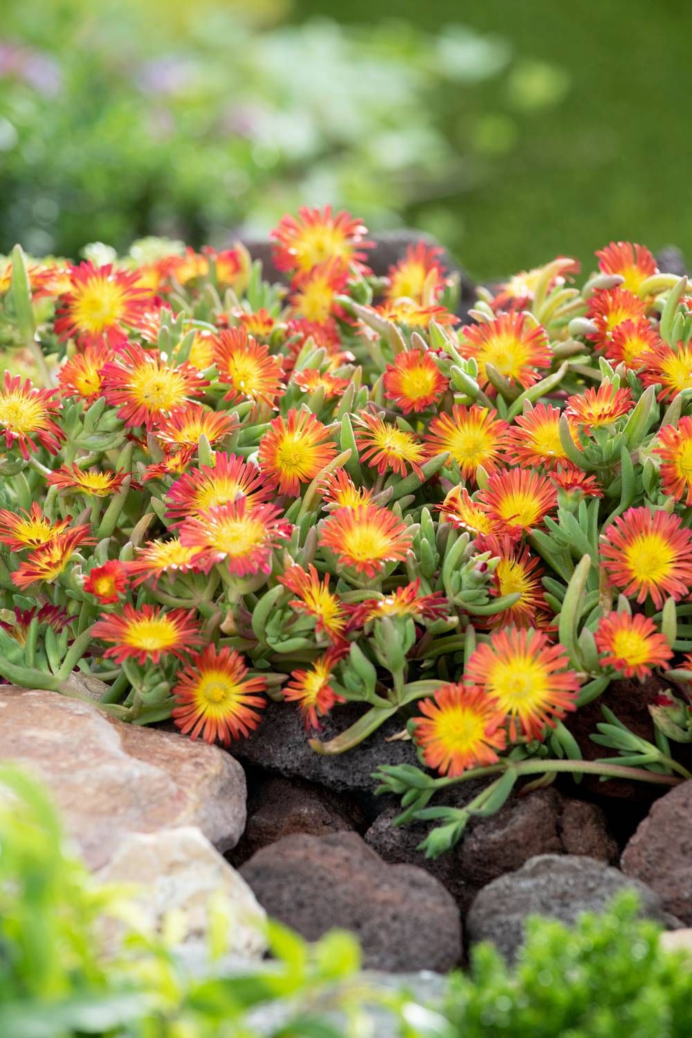Delosperma WOW 'Fire Wonder' - Théma: les écol'eau - ECLOZ - Pourpier ...