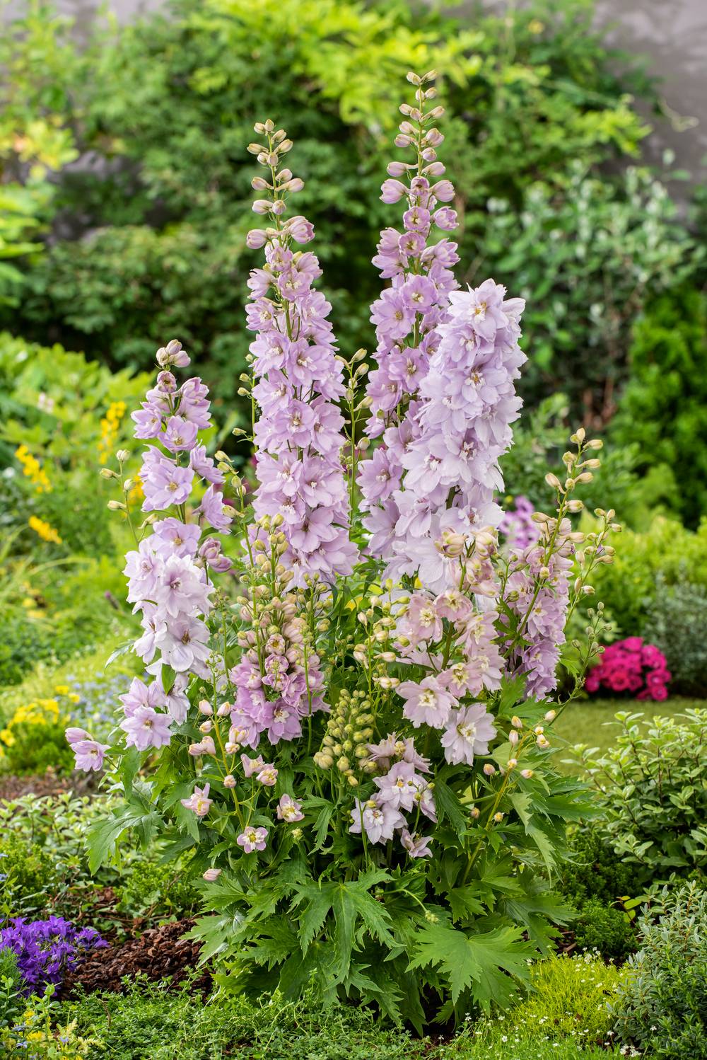 Delphinium 'Magic Fountains Lilac Pink' - Pied d'alouette - Pot 2L ...