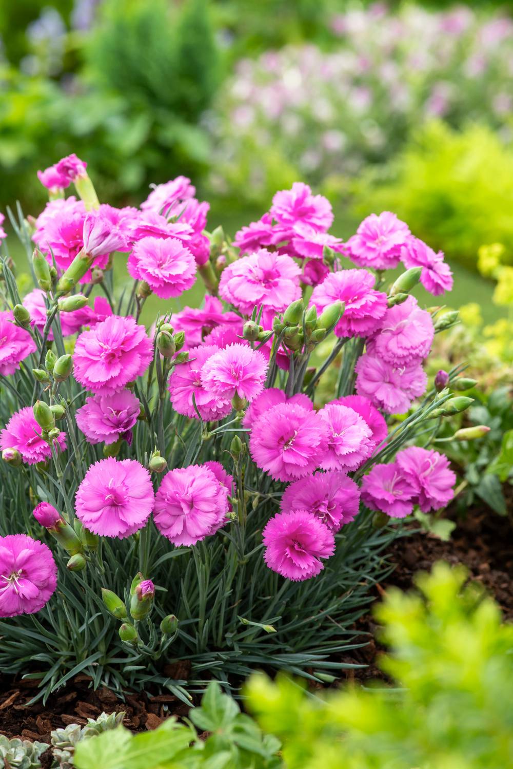 Dianthus Scent First® 'Tickled Pink' - ECLOZ - Œillet - Pot 2L - Jardiland
