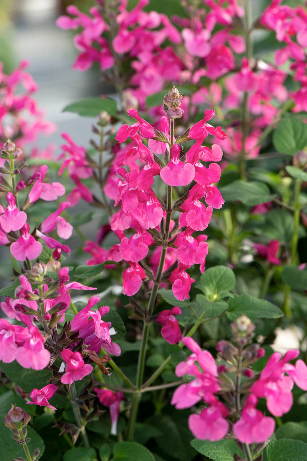 Salvia 'Ping Pong' - Sauge arbustive - Pot de 4 litres - Jardiland