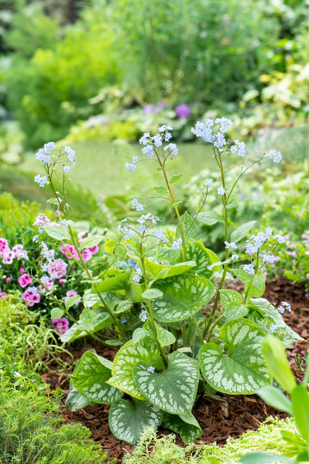 Brunnera macrophylla 'Emerald Mist' - POT 4L - Jardiland