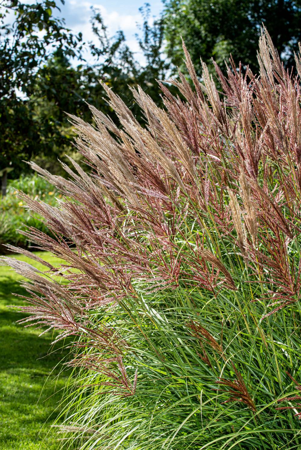 Miscanthus sinensis 'Red Chief' - Graminée Roseau de Chine - Pot 2L ...