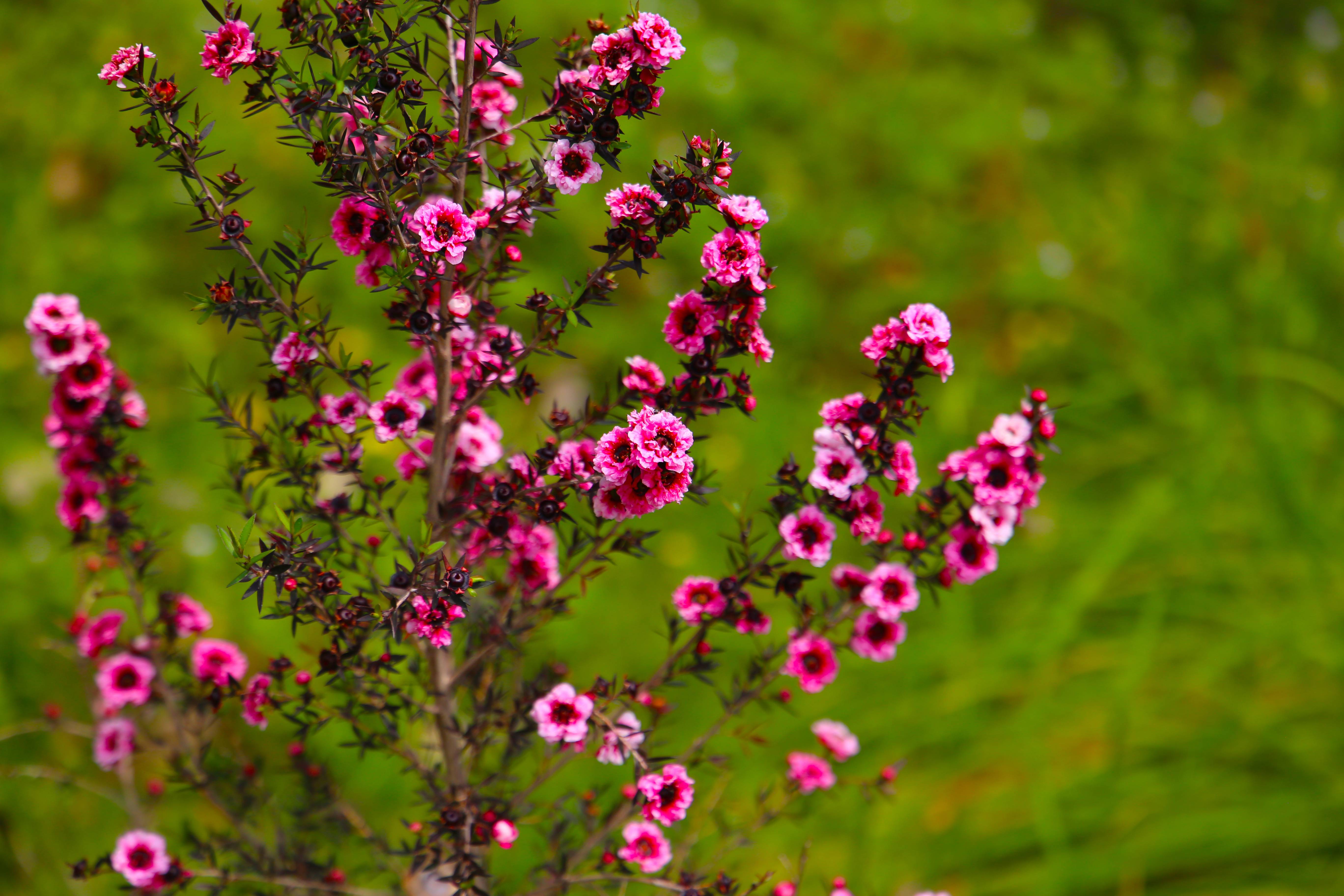 Leptospermum 'Winter Cheer' - Pot de 7.5 litres - Jardiland