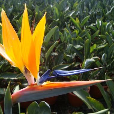 Sitemapcdatahttpsrfswindecoocomoiseau Du Paradis Prix Jardiland