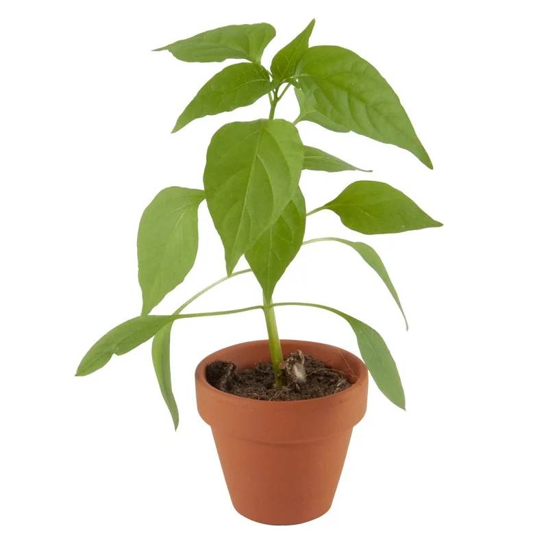 Kit De Plantación Pimiento De Cayena – RÁBANO Y CAPUCHINA - Jardiland
