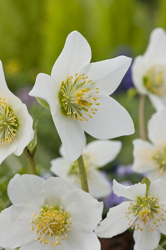 Helleborus niger - Hellébore (Rose de Noel) - Pot 2L - Jardiland