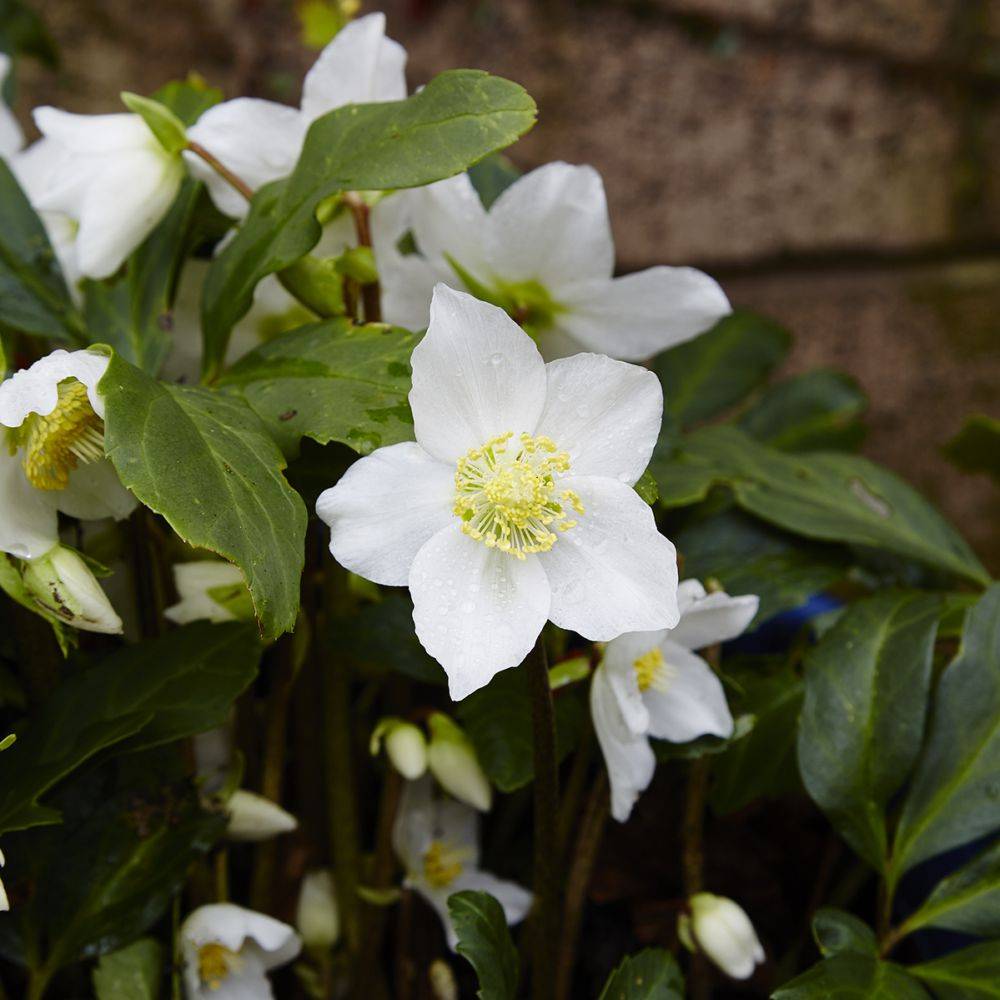 Helleborus niger - Hellébore (Rose de Noel) - Pot 2L - Jardiland