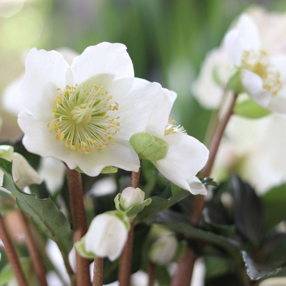 Helleborus niger - Hellébore (Rose de Noel) - Pot 2L - Jardiland