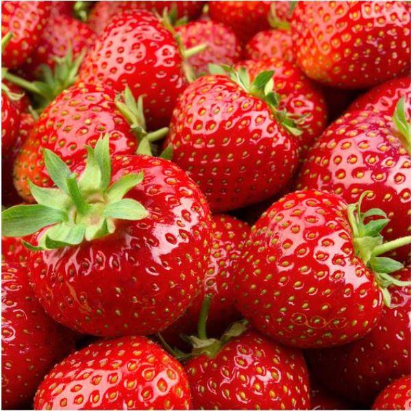 Fraisier 'Anais' - BQT 6 GODETS 7CM - Jardiland