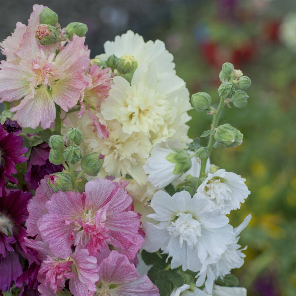 Alcea rosea 'Spring Celebrities White' - Rose trémière - Pot 2L - Jardiland