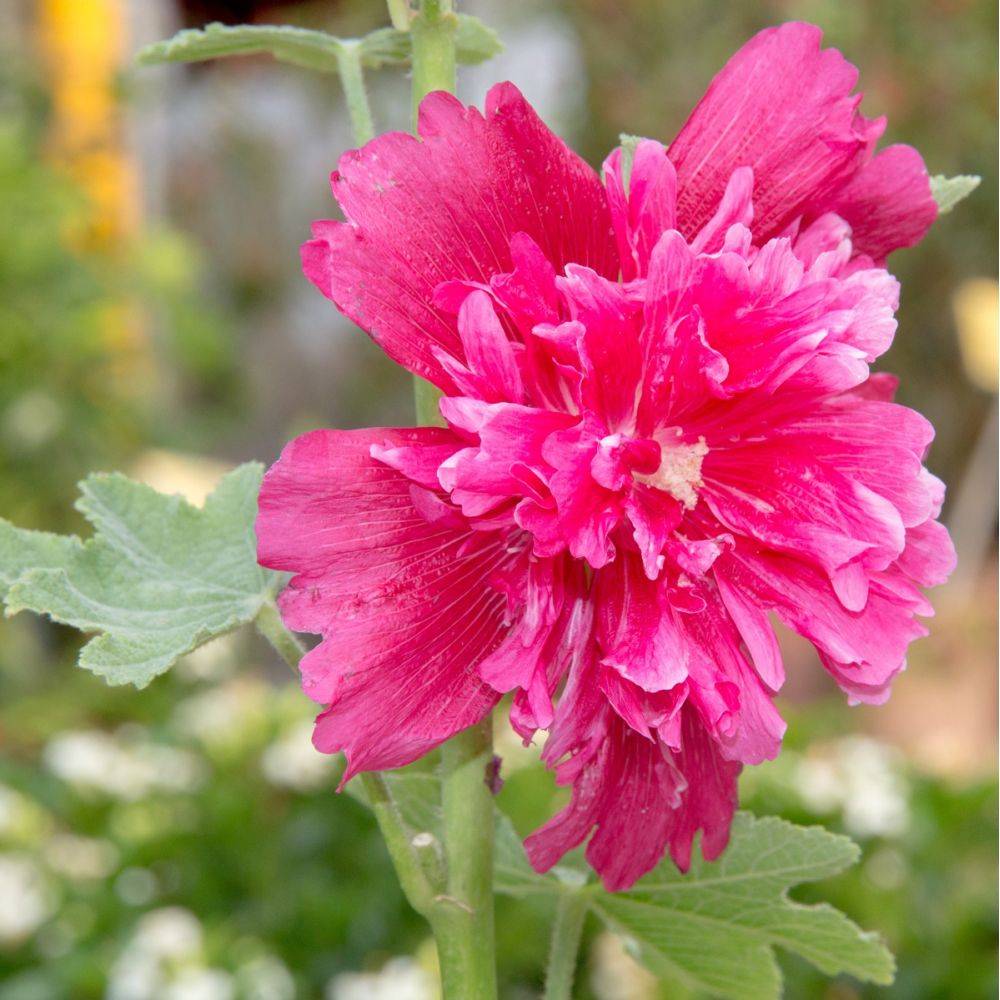 Alcea rosea 'Spring Celebrities Pink' - ECLOZ - Malva real - Maceta 2L ...