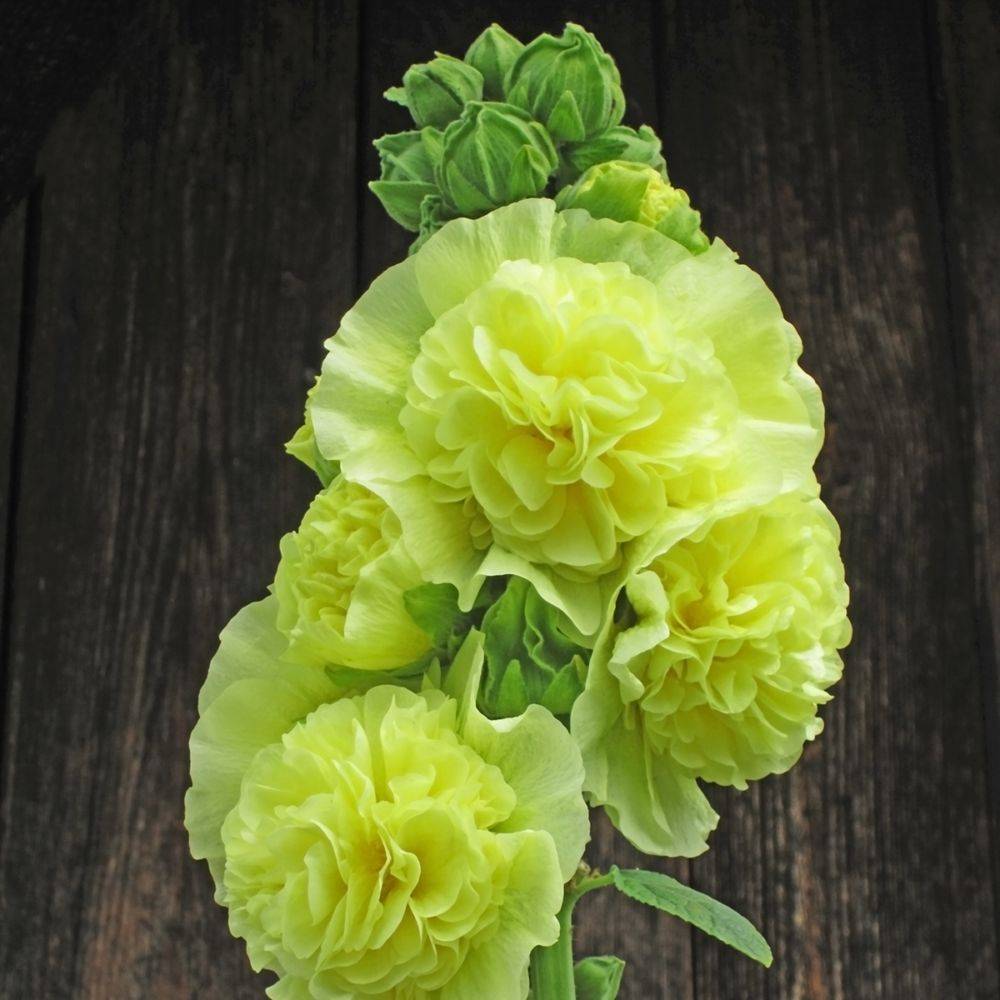 Alcea rosea 'Spring Celebrities Lemon' - Rose trémière - Pot 2L - Jardiland