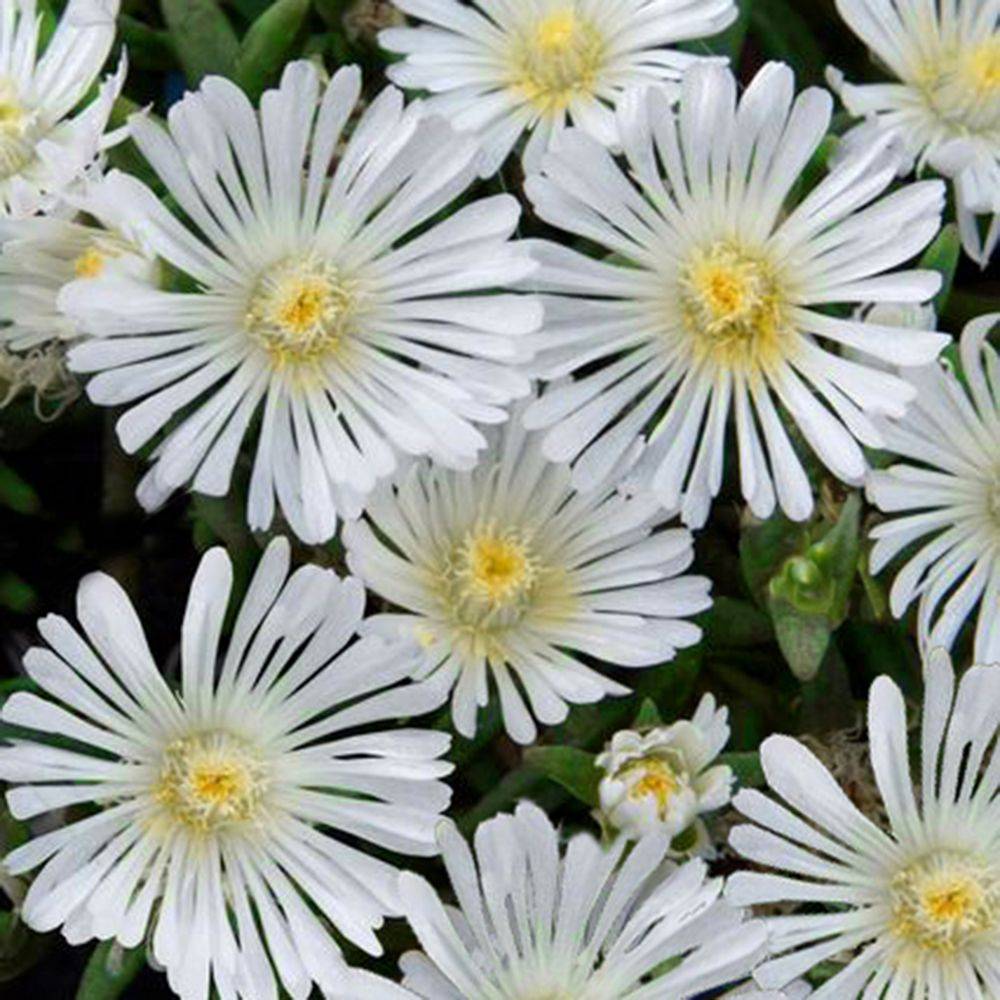 Delosperma nubigenum Wheels of Wonder 'White Wonder' - Verdolaga de ...