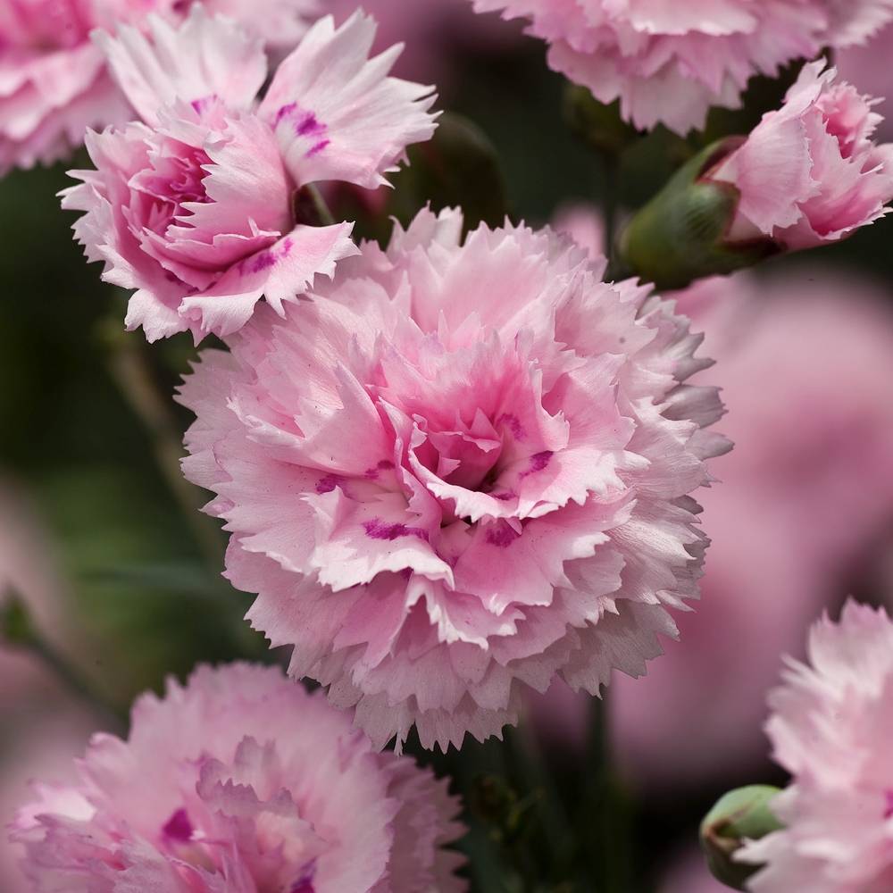 Oeillet mignardise Devon Flavia Candy Floss - Dianthus plumarius - Pot ...
