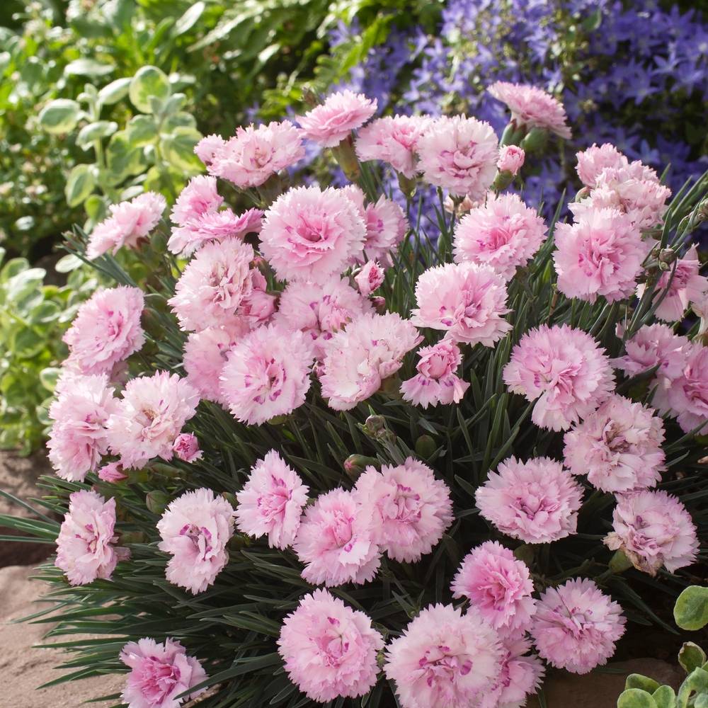 Oeillet mignardise Devon Flavia Candy Floss - Dianthus plumarius - Pot ...