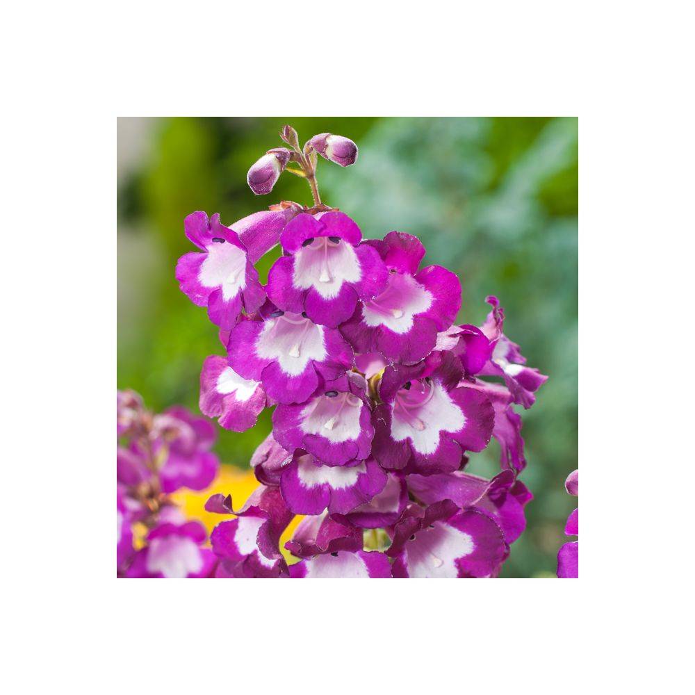 Penstemon 'Gloire des Quatre Rues' - Galane fausse-digitale - Pot 2L ...