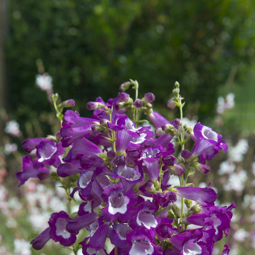 Penstemon 'Gloire des Quatre Rues' - Galane fausse-digitale - Pot 2L ...