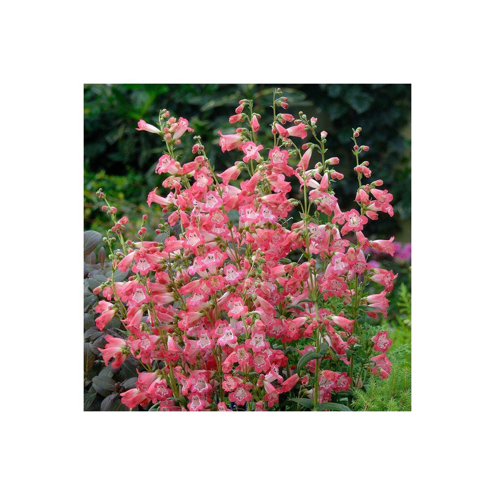 Penstemon 'Souvenir d'Adrien Regnier' - Galane fausse-digitale - Pot 2L ...