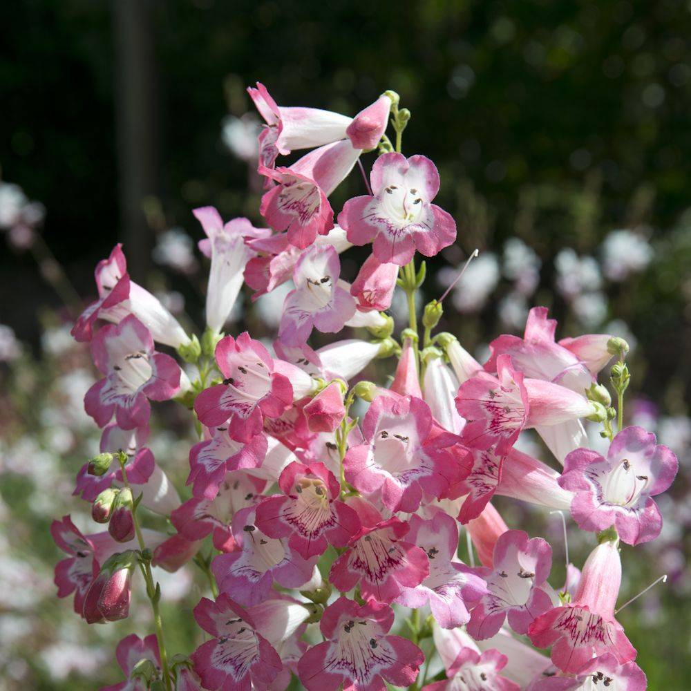 Penstemon 'Souvenir d'Adrien Regnier' - Galane fausse-digitale - Pot 2L ...