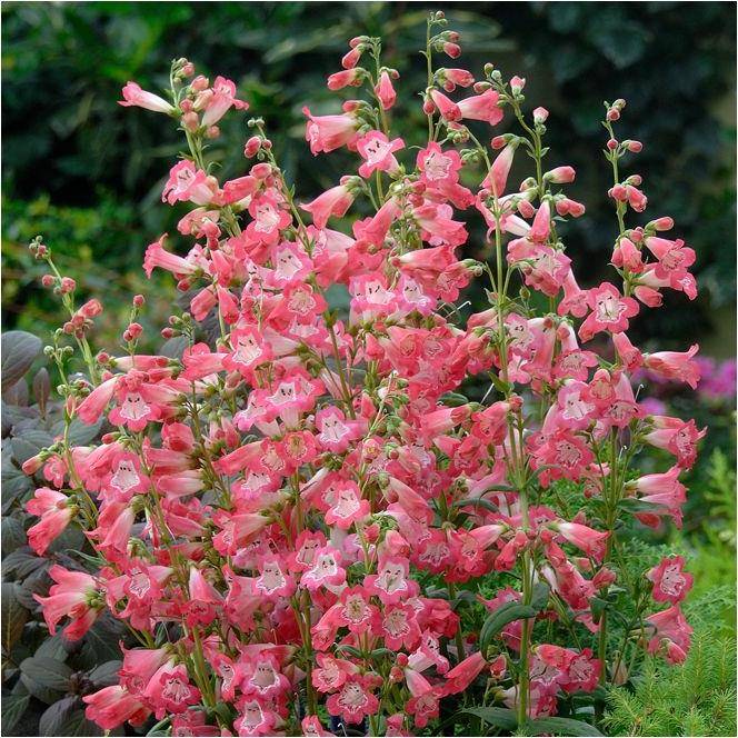 Penstemon 'Souvenir d'Adrien Regnier' - Galane fausse-digitale - Pot 2L ...