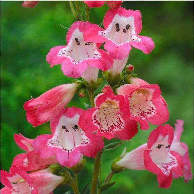 Penstemon 'Souvenir d'Adrien Regnier' - Galane fausse-digitale - Pot 2L ...