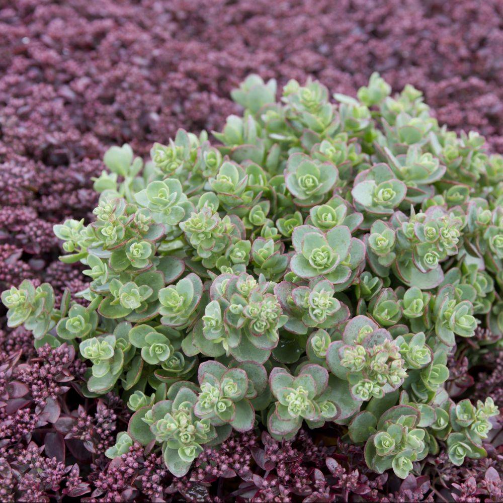 Sedum 'Sunsparker Lime Zinger' - Pot 2L - Jardiland