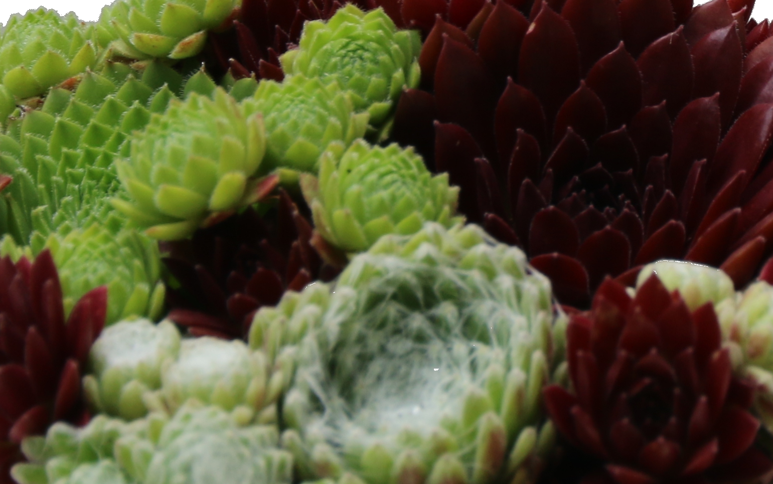 Sempervivum 'Chick Charms Reinha Applet' - Théma: les écol'eau ...