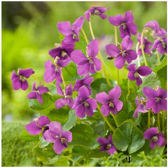 Violette - Viola sororia Rubra - GODET 7CM - Jardiland