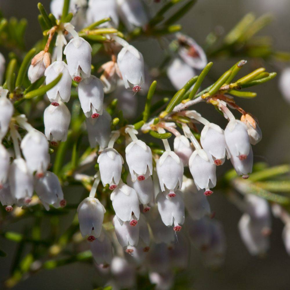ERICA arborea 'Pink Joy' en pot de 7.5 litres - Pot de 7.5 litres ...