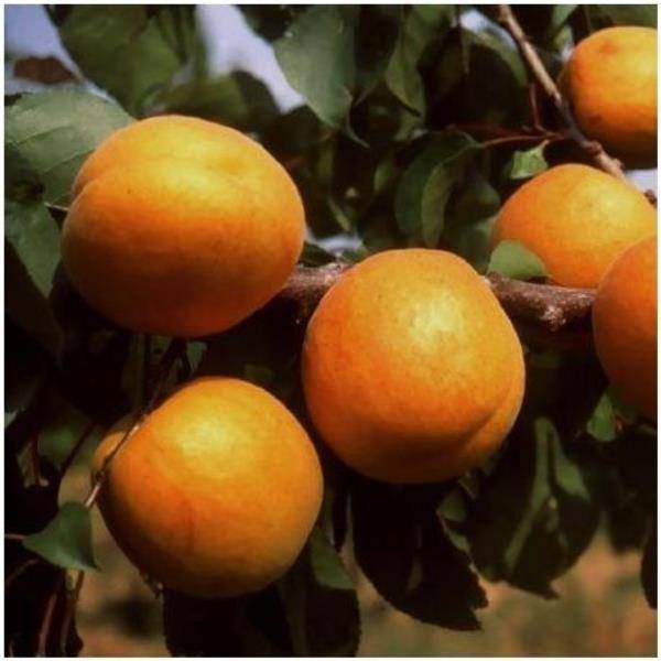 Abricotier 'Bergeron' : taille en demi-tige, en pot - Pot de 10 litres ...